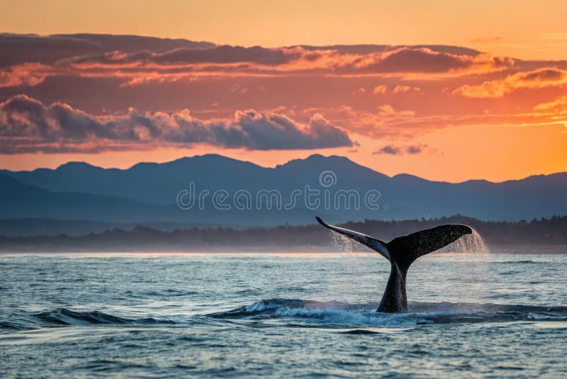 Whale Tail Silhouette at Sunset Ocean Landscape - Generated by Ai Stock ...