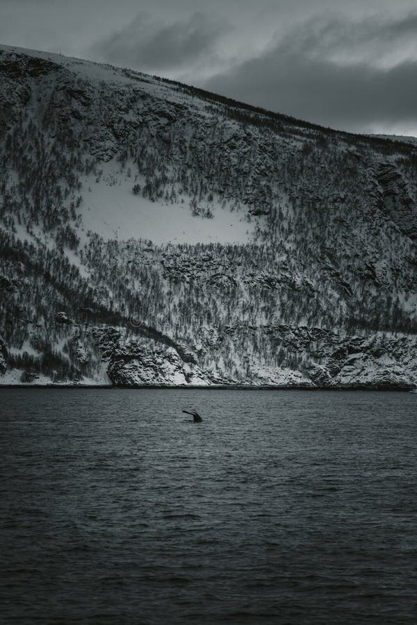 Whale Tail Sinking into the Arctic Ocean in Northern Norway, Black and ...