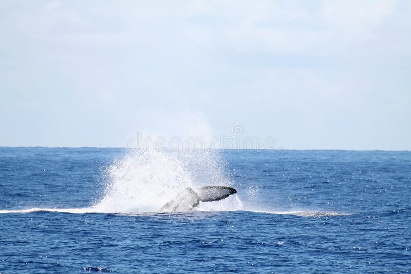 Whale tail splash stock image. Image of wave, jump, trail - 1183881