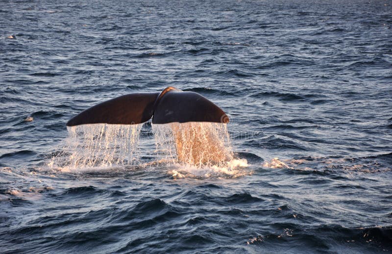 Whale Tail with Water Drops Stock Photo - Image of extinction, marine ...