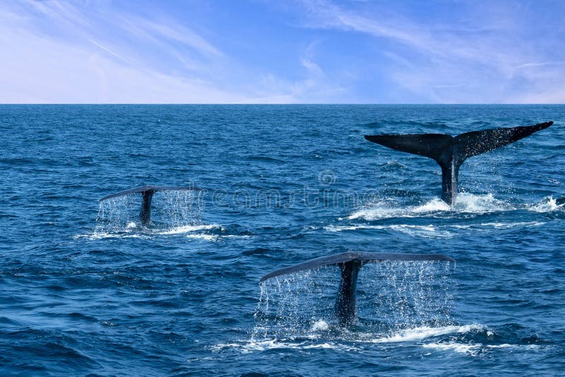 Whale Tails in Ocean Water, Sri Lanka Stock Photo - Image of beautiful ...