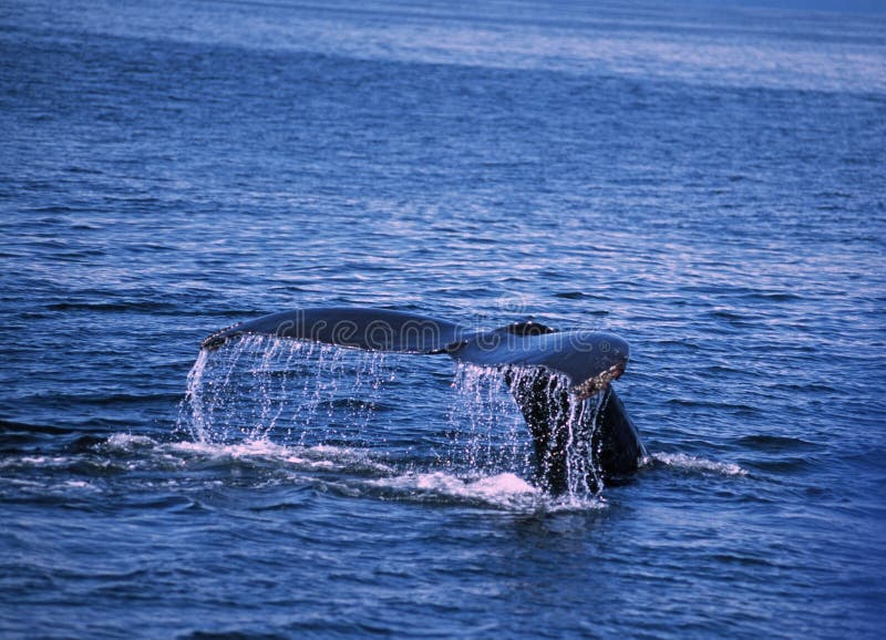 Whale tale stock image. Image of humpback, whale, ocean - 5748221