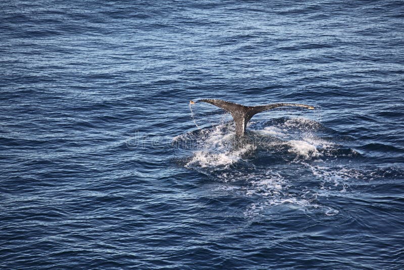 A whale tale stock image. Image of whale, life, tale - 32914407