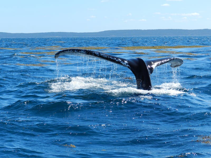 Whale of a Tale stock image. Image of northern, whale - 54345365