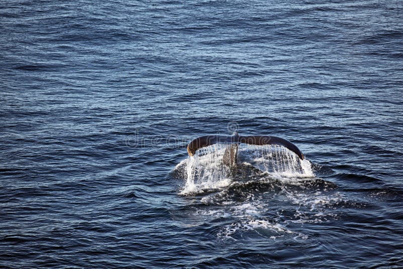 Whale tale stock image. Image of whale, life, atlantic - 32914305