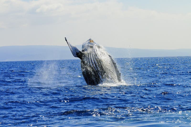 Whale Watching stock photo. Image of holiday, relaxation - 5145848