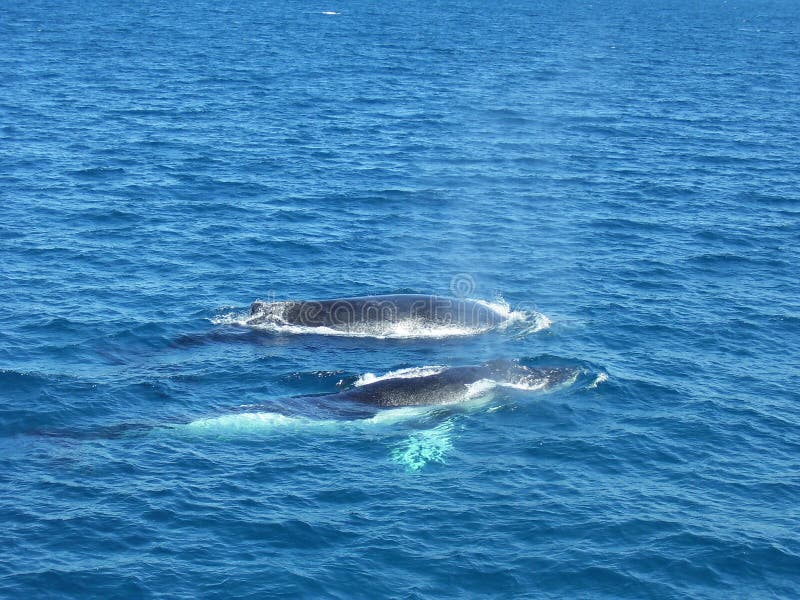 Oceanwaters Stock Photos - Free & Royalty-Free Stock Photos from Dreamstime