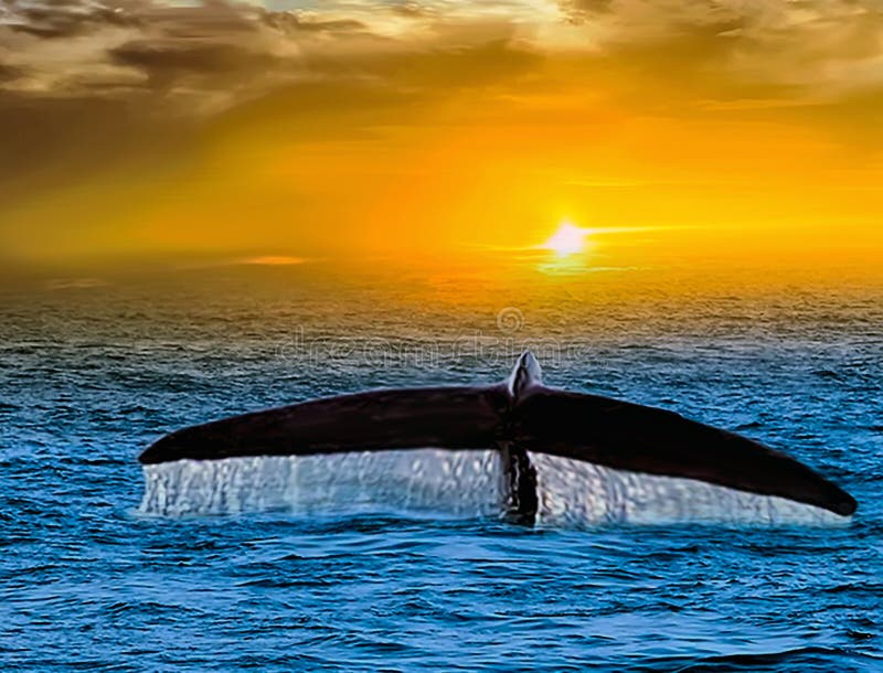 Whale Waterfall Tail Emerging from Ocean at Sunset Stock Photo - Image ...