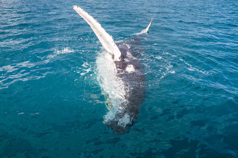 Whale waving stock photo. Image of creature, migration - 98538628