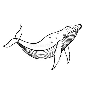 Whale Line Drawing Stock Illustrations – 5,505 Whale Line Drawing Stock ...