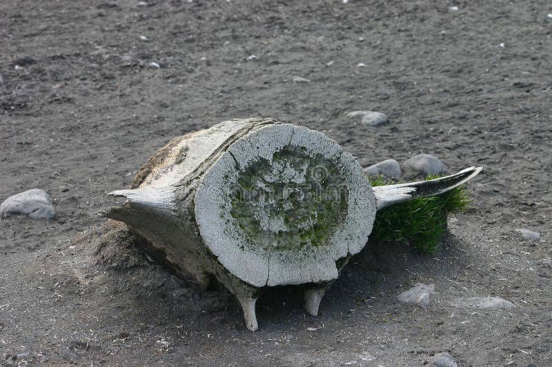 Whalebone Beach stock photo. Image of treeline, beach - 56422990