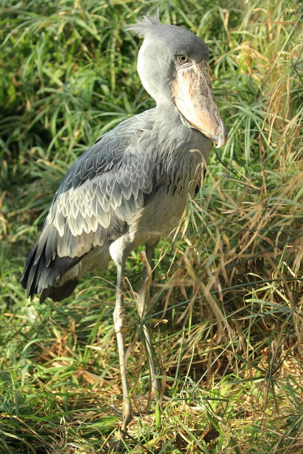 Whalehead stock photo. Image of bird, animal, shoebill - 22417874