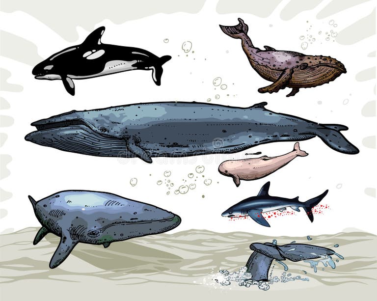 Realistic Whales Stock Illustrations – 440 Realistic Whales Stock ...