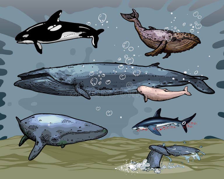 Realistic Whales Stock Illustrations – 440 Realistic Whales Stock ...