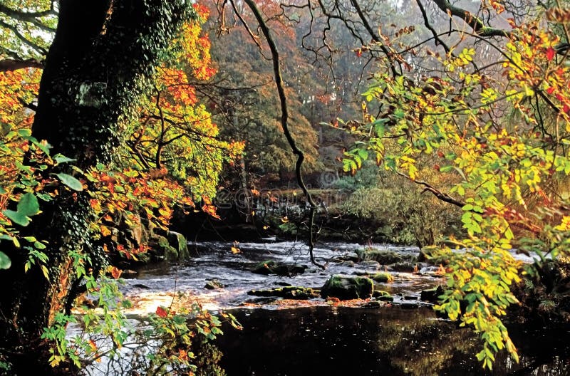 Autumnal River Scenery Dartmoor Devon Stock Photo - Image of park ...