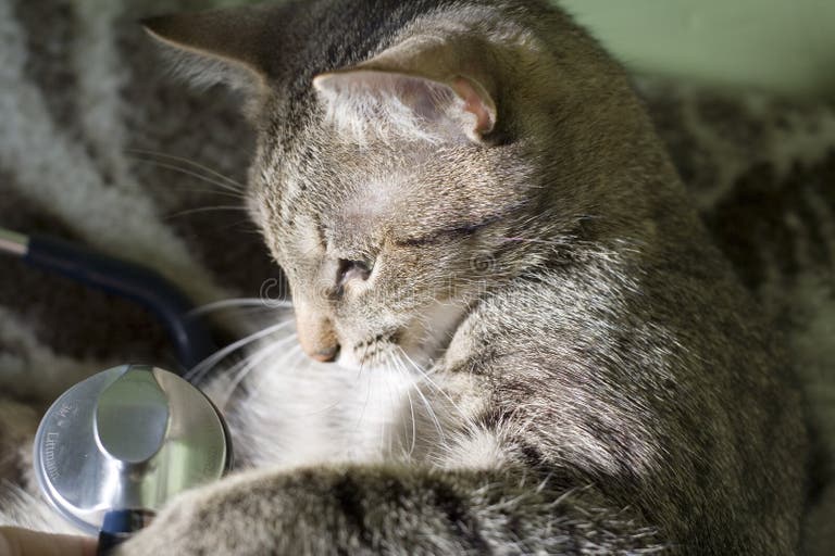 136 What Animals Like Octopuses Stock Photos - Free & Royalty-Free ...