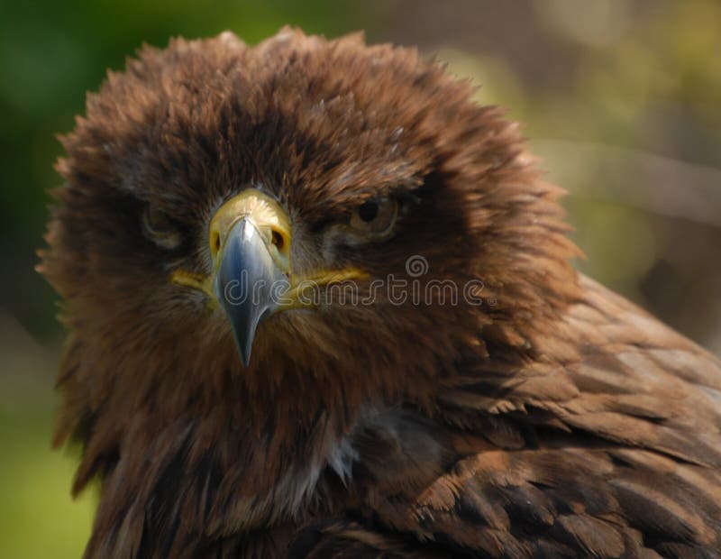 What? Picture. Image: 2307752