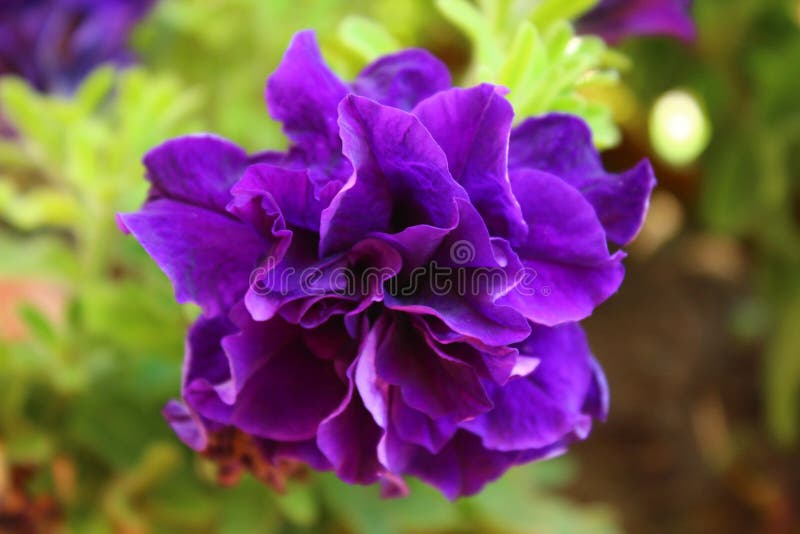 Deep purple stock photo. Image of wildflower, comment - 219856354