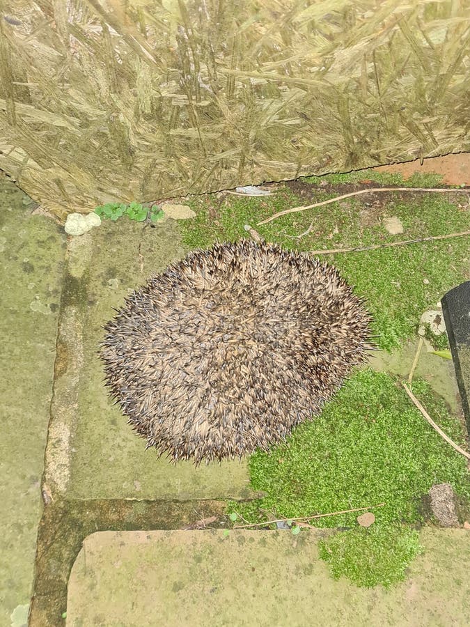 What a Beautiful Little Creature Stock Image - Image of nature ...