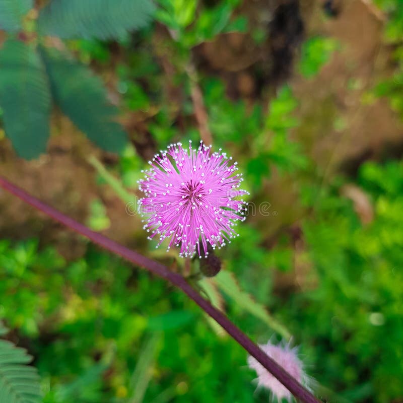 What a Beautiful Little Flower Stock Photo - Image of indah, bunga ...