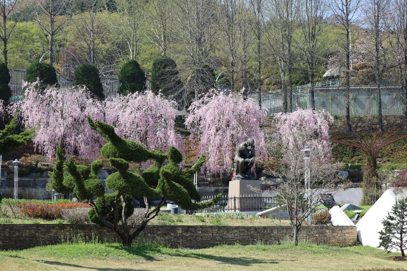 Cherry Blossom Trees Behind a Thinking Man Stock Image - Image of shrub ...