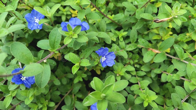 The Evolvulus Glomeratus stock image. Image of bloomy - 270649253