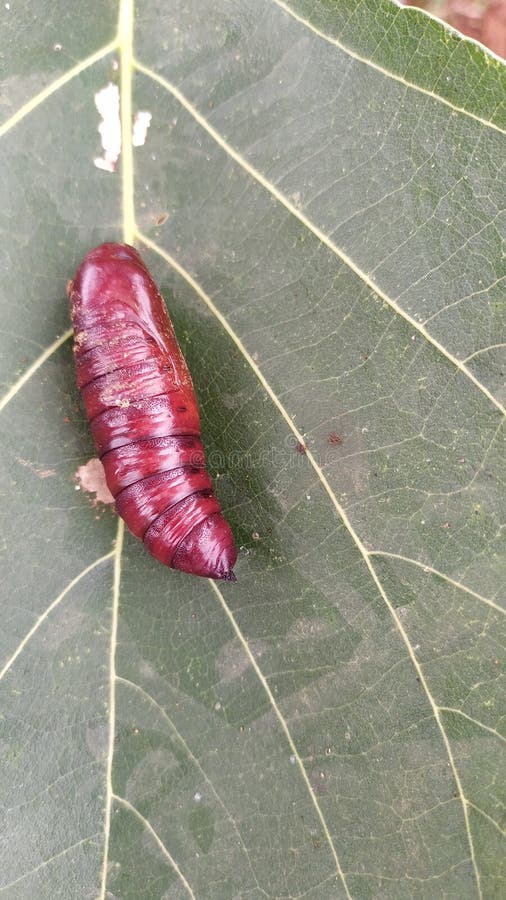 Netur Stock Photos - Free & Royalty-Free Stock Photos from Dreamstime