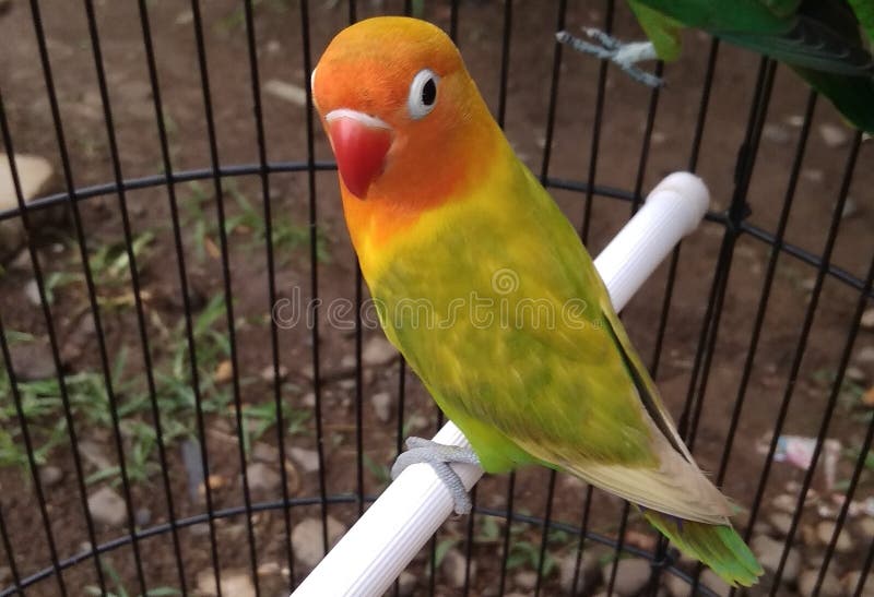 What a Beautiful this Yellow Bird Stock Photo - Image of budgie, finch ...