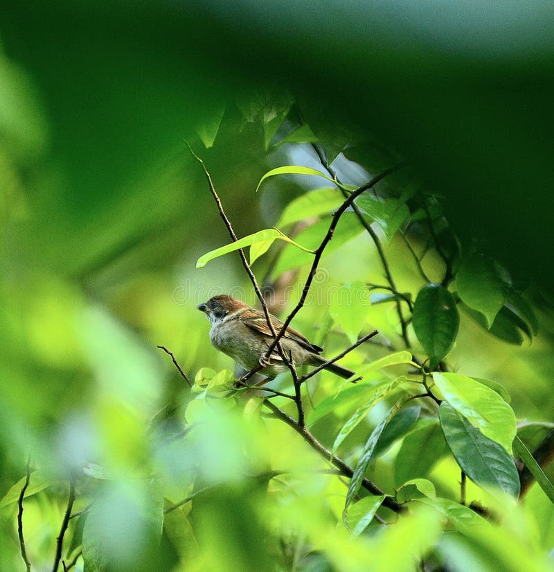What is this Bird Thinking about??? Stock Image - Image of outdoors ...
