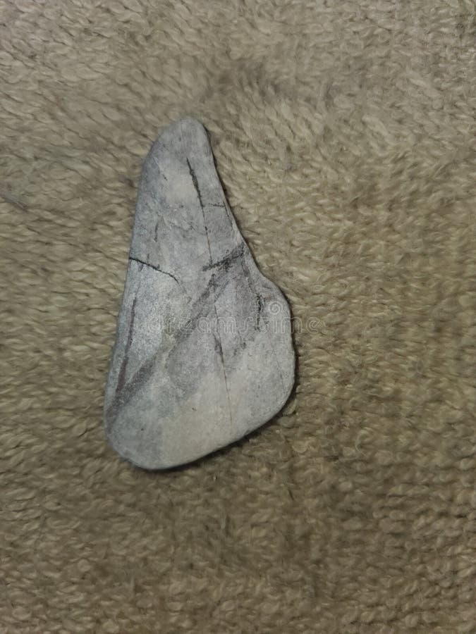 What is it Bone, Rock, Fossil Stock Photo - Image of head, limb: 251082622