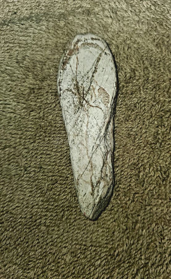 What is it Bone, Rock, Fossil Stock Photo - Image of head, limb: 251082624