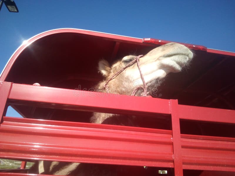 What the Camel? stock photo. Image of random, camel - 151666492