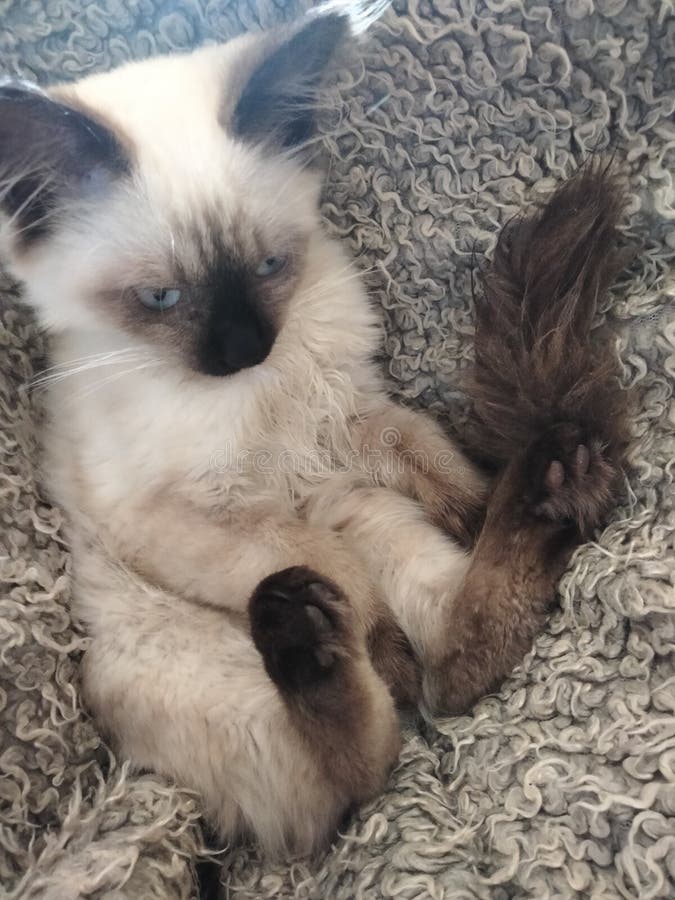 What is this cat thinking stock image. Image of blanket - 284326379