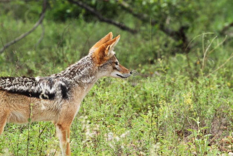 Fox on High Alert Near the Lion Stock Photo - Image of curling, jungle ...