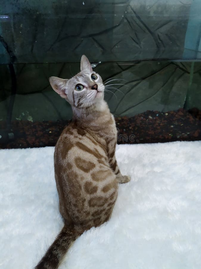 What do you see pretty cat stock image. Image of pretty - 263360679