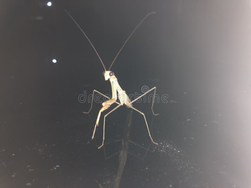 Praying Mantis on Mightnight Stock Image - Image of praying, look ...