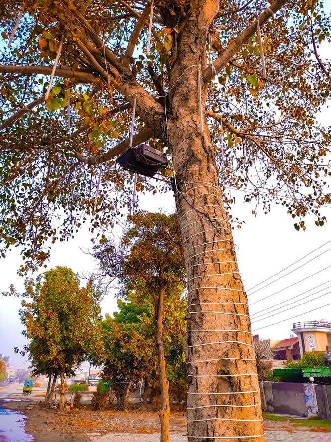 What do you think stock image. Image of think, beauty - 225513919