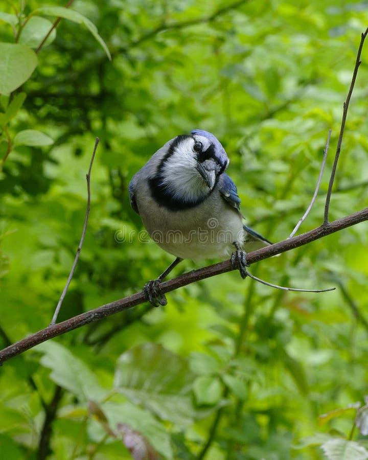 146 What Do Bird Stock Photos - Free & Royalty-Free Stock Photos from ...