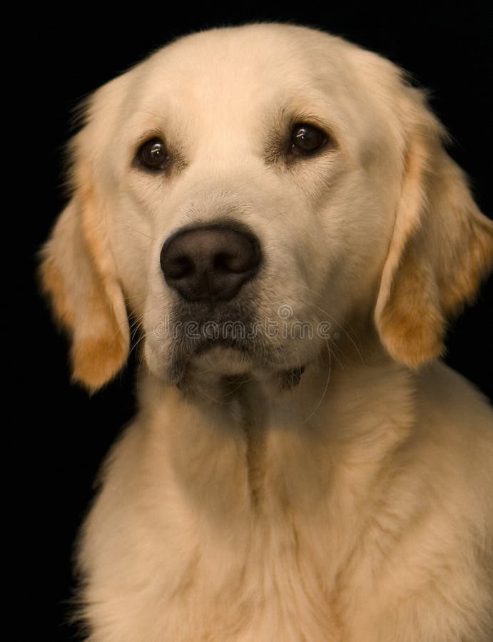 What a dog.. stock image. Image of breed, full, golden - 412847