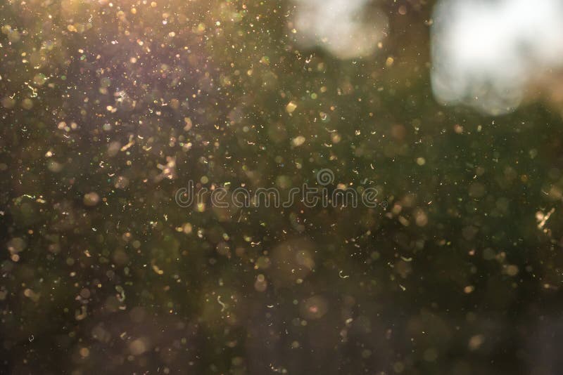 Dust, Pollen and Small Particles Fly through the Air in the Sunshine ...