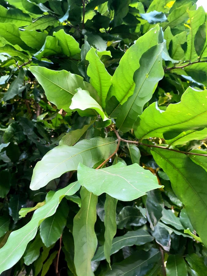 What a fresh leaves stock photo. Image of fresh, leaves - 229449566