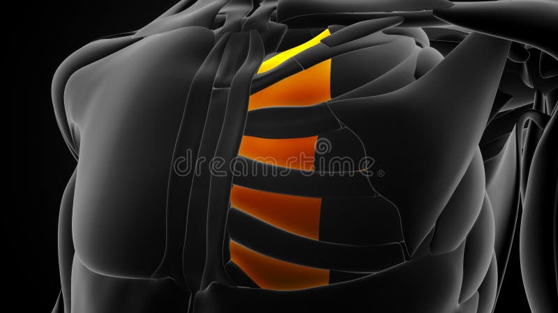 What is the Function of the Internal Intercostal? Stock Illustration ...