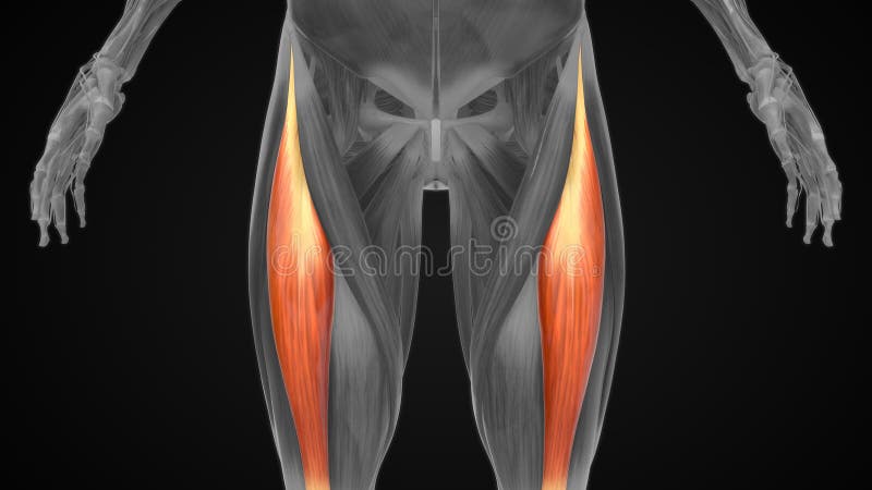 Leg Muscles Anterior Stock Illustrations – 81 Leg Muscles Anterior ...