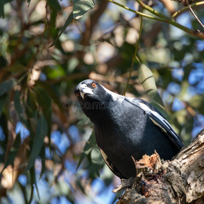 What is Happening Down There Stock Photo - Image of black, curious: 387172656