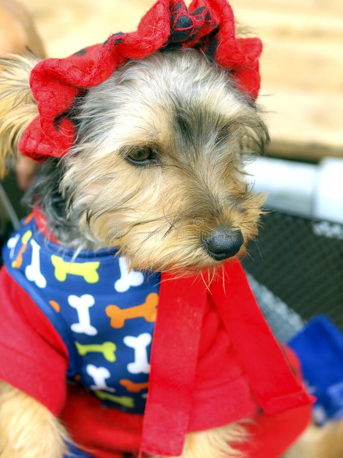 What have you done. stock photo. Image of overbearing - 38894126