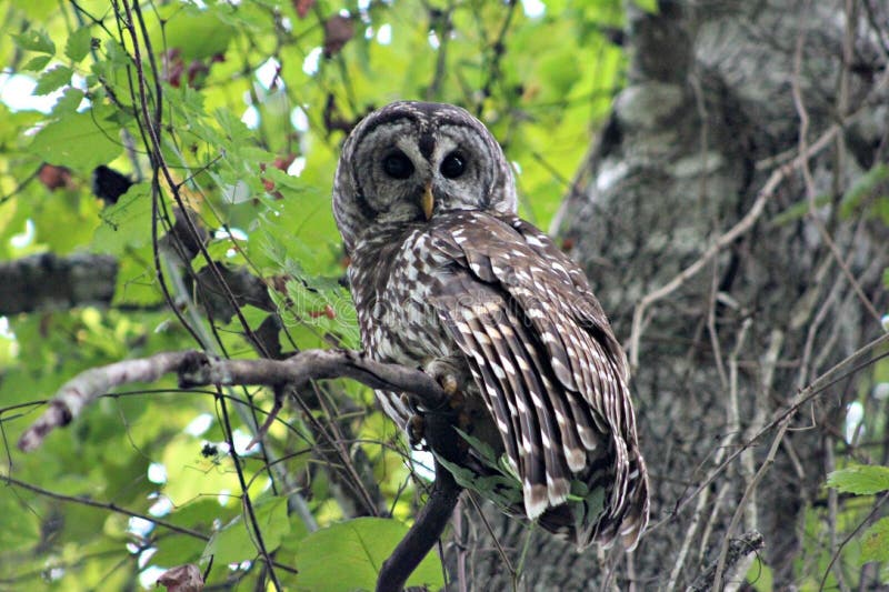 What a hoot stock photo. Image of nature, hoot - 145354148