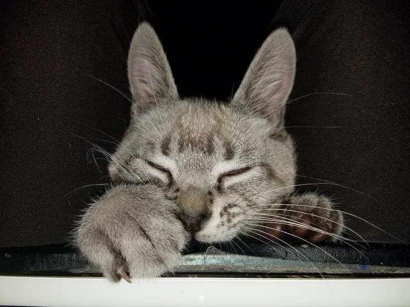 What am I? stock photo. Image of rabbit, kitten, foster - 101836912