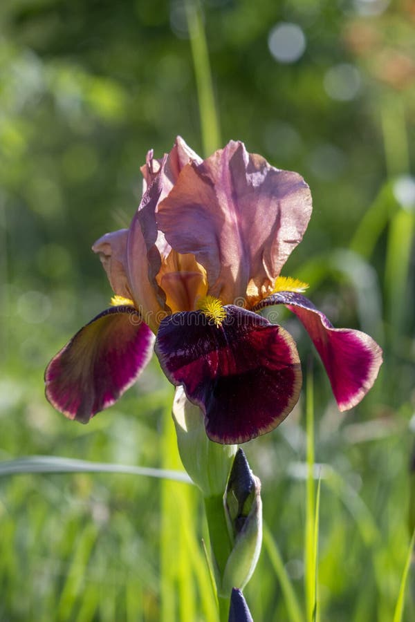 The Colourful Iris in Sun Lights Stock Image - Image of blossom ...