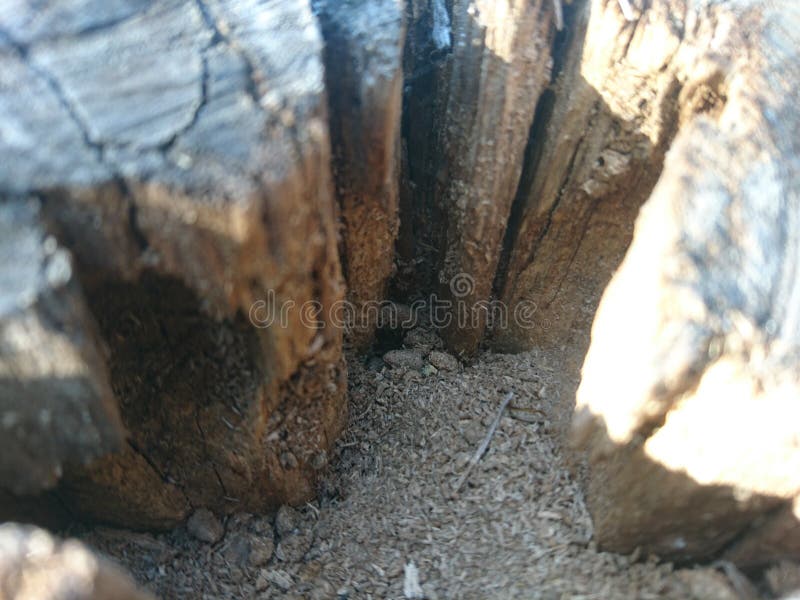 What Inside Wood of the Dead Tree Stock Photo - Image of wood, dead ...