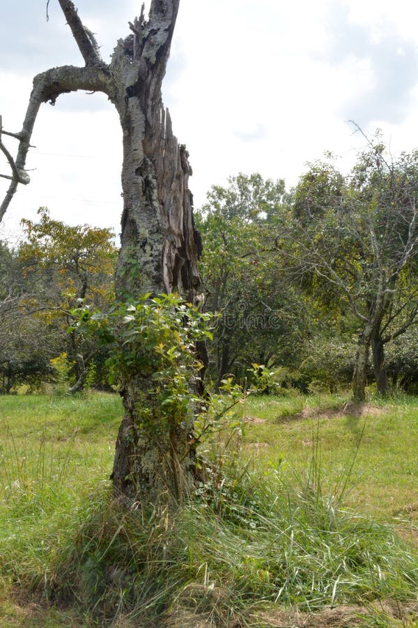 Remains of a tree stock image. Image of plants, nature - 98962467